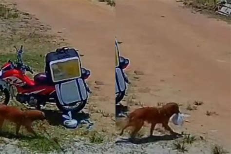 V Deo Vira Lata Caramelo Flagrado Roubando Marmita De Entregador E