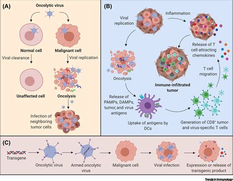 Immunotherapeutic Potential of TGF β Inhibition and Oncolytic Viruses