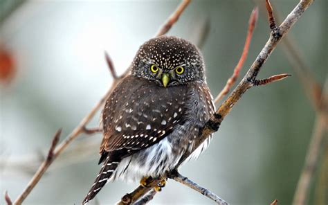 728587 Birds Owls Glance Branches Rare Gallery HD Wallpapers