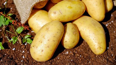 Cómo cultivar papas en casa con una maceta PASO POR PASO Ser Zen