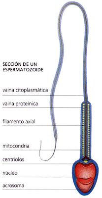 BIOLOGÍA nivel enseñanza media SISTEMA REPRODUCTOR MASCULINO