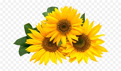 Girasoles Png Girasoles Animados Png Happy Th Birthday Sunflower