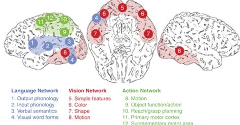The Wiley Handbook On The Cognitive Neuroscience