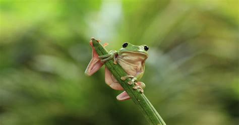 Where Do Frogs Live Learn About Nature