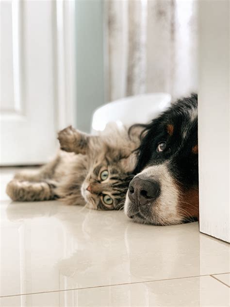 Dónde y cómo adoptar un perro o gato en Tenerife Clínica Veterinaria Taco
