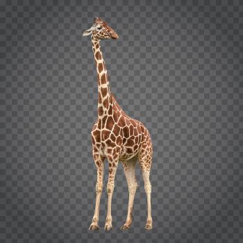 Detail Giraffe Png Transparent Koleksi Nomer 41