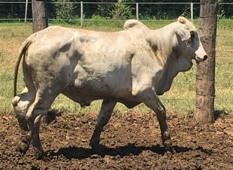 Atividade de avaliação Fazenda San Silvestre Personal PEC