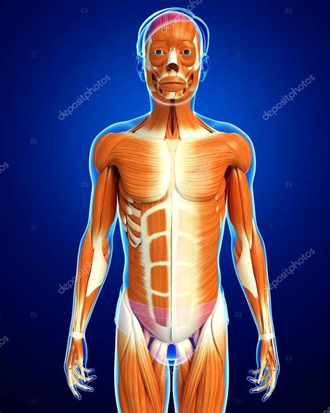 Anatomía muscular masculina Foto de stock pixdesign123 81639776