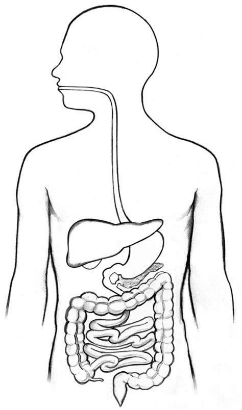 Digestive System Diagram Quizlet