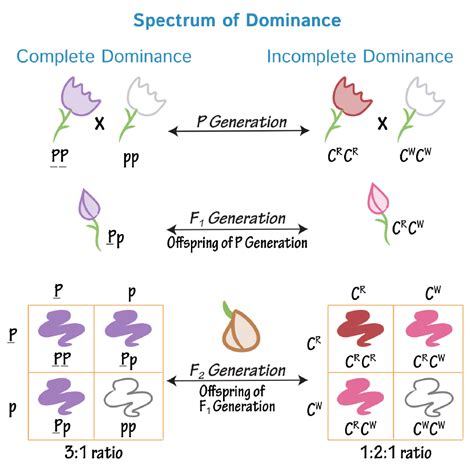 Cell Biology Glossary Spectrum Of Dominance Complete Incomplete