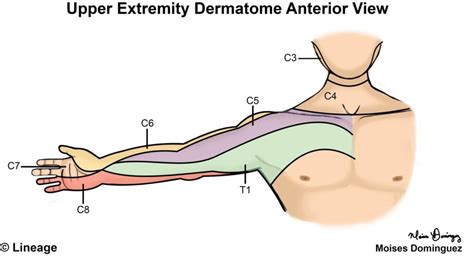 Arm Dermatomes And Reflexes Dermatomes Chart And Map