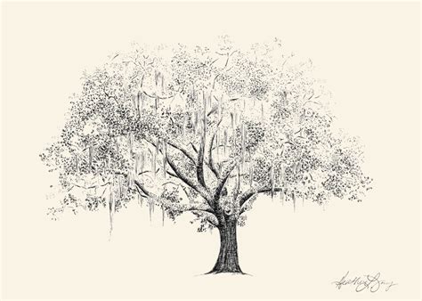 Oak Tree Pencil Drawing