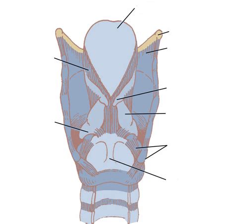 Posterior View Of Laryngeal Cartilages Diagram Quizlet The Best Porn