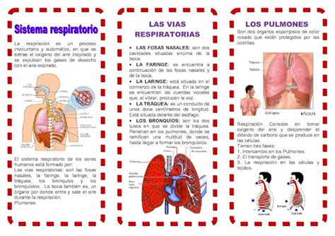 PDF 112863981 Triptico Sistema Respiratorio DOKUMEN TIPS