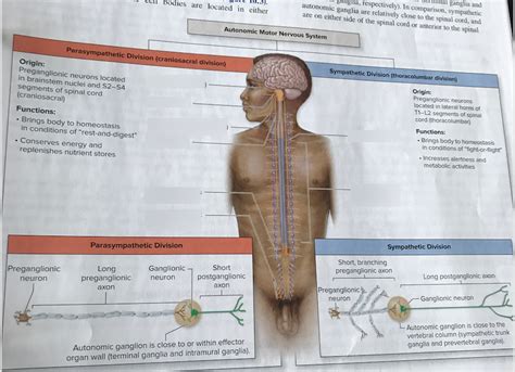 Autonomic Nervous System Diagram Quizlet