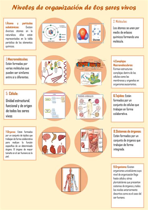 Infografia DE Niveles DE Organizacion Niveles de organización de los