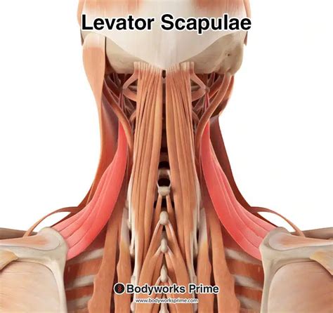Levator Scapulae Muscle Anatomy Bodyworks Prime