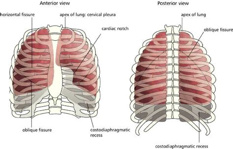 Rcsi Drawing Lungs Anterior And Posterior View English Labels