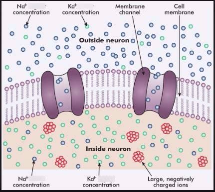 Resting Potential Neuron Diagram