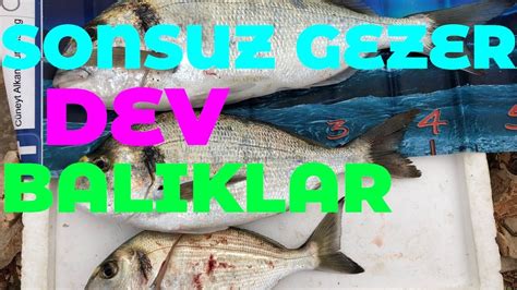 DEV BALIKLAR İÇİN SONSUZ GEZER TAKIM YAPTIK YouTube