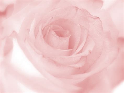 Fotos gratis naturaleza flor blanco fotografía pétalo florecer