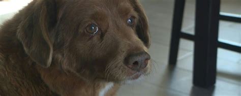 Récord de Bobi el perro más viejo del mundo está bajo investigación