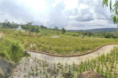 Jual Sawah Luas Produktif Pemandangan Indah Dekat Objek Wisata Buah