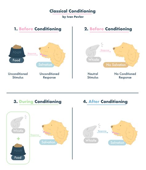 Real Life Examples Of Operant Conditioning 25 Operant Conditioning