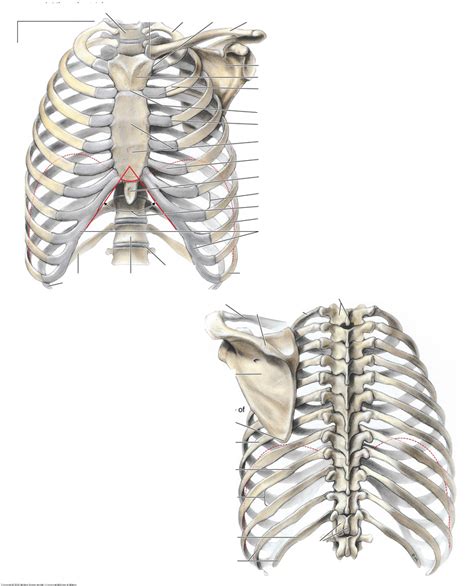 Bones Of The Anterior Chest Wall Diagram Quizlet