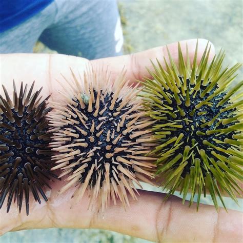Premium Photo Cropped Hand Holding Plants