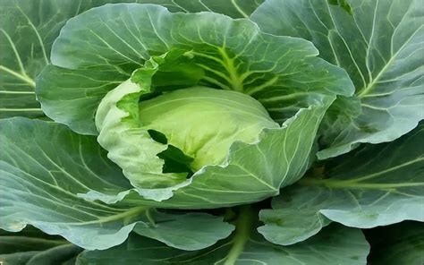 The Ultimate Guide On Cabbage Plant Growth Stages