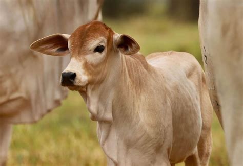 Aprenda a calcular o custo do bezerro lucrativo na pecuária CompreRural