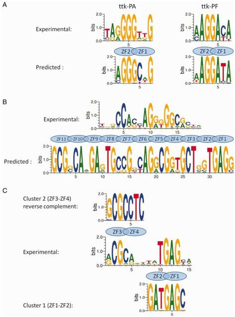 de novo prediction of dna binding specificities for cys2his2 zinc finger proteins abstract