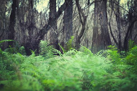 Kostenlose Foto Baum Natur Wald Wildnis Ast Pflanze Sonnenlicht