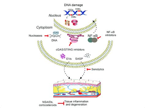 DNA Damage Driven Inflammation Drives Age Related Pathology DNA Damage