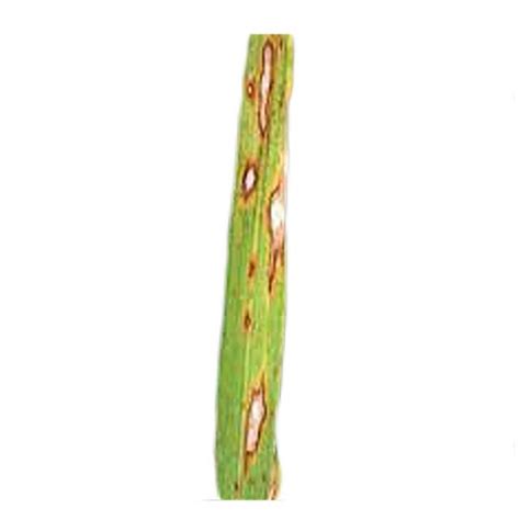 rice leaf disease detection obj object detection dataset v2 2023 03 26 11 12am by project