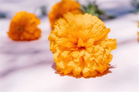 Sab As Que La Flor De Cempas Chil Tiene Usos Medicinales