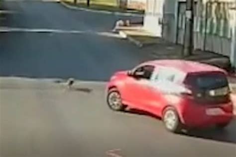 Imagens Fortes Motorista Atropela Cadela E Foge Sem Prestar Socorro