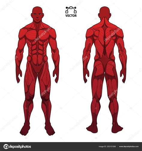 Desenho Corpo Humano Masculino REVOEDUCA