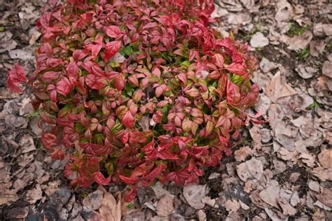 Low Maintenance Shrubs Perfect For The Front Of The House Artofit
