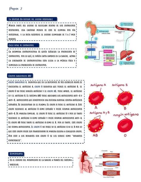 Sistema Circulatorio Fisiologia Nurse Students Udocz