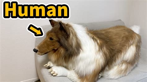 Homem Gasta R Mil Para Ficar Igual A Cachorro E Surpreende A Web
