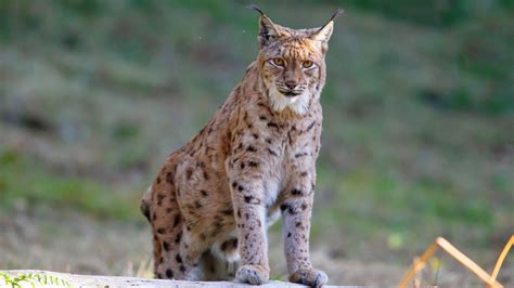 Luchs L A Bis Z Lexikon Neuneinhalb TV Kinder