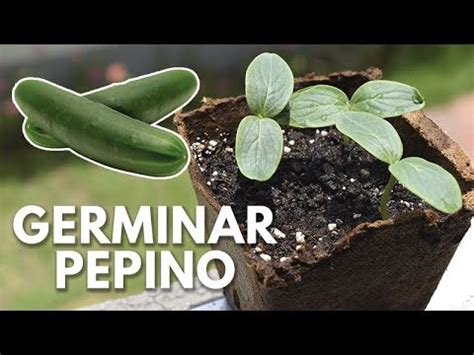 Como germinar Pepino Muy fácil 100 efectivo YouTube