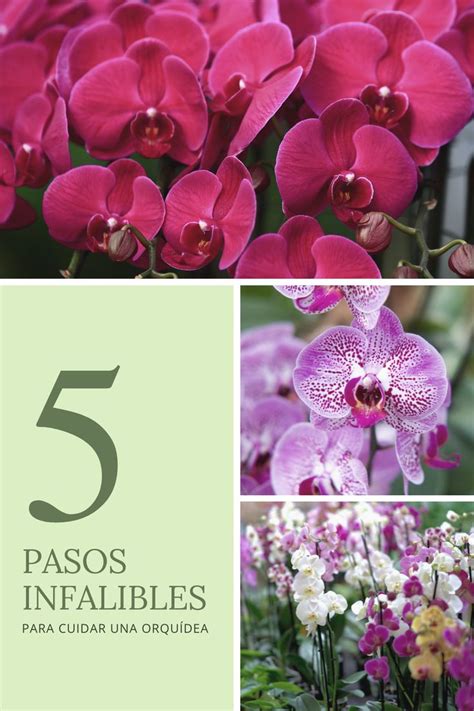 Cuidados B Sicos De Orqu Deas Phalaenopsis Ayimala Plants Garden
