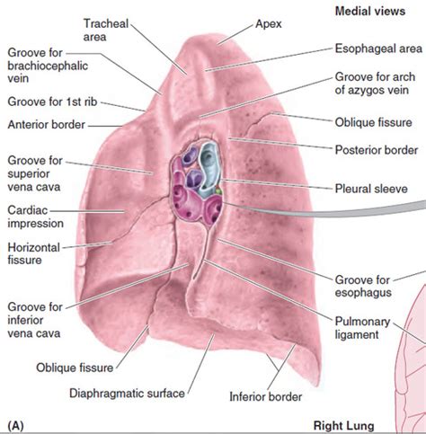 Lungs Flashcards Quizlet