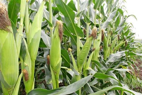 Donna Jos Sia Seeds Maize Plant Growing Corn