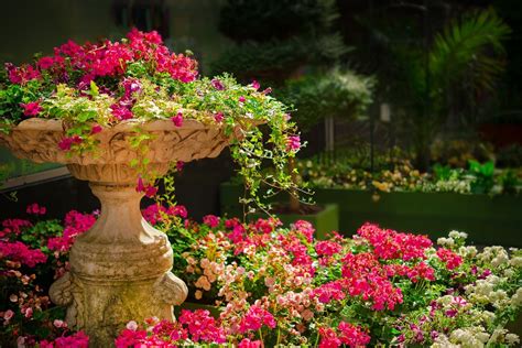 Plantas ornamentales Qué son clasificación definición y concepto