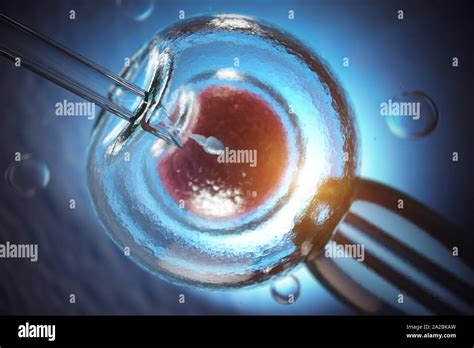 La inseminación artificial La fecundación del óvulo humano por un