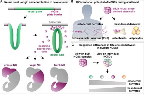 Frontiers Between Fate Choice And Self RenewalHeterogeneity Of Adult